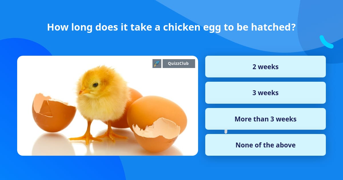 How long does it take a chicken egg... | Trivia Questions | QuizzClub