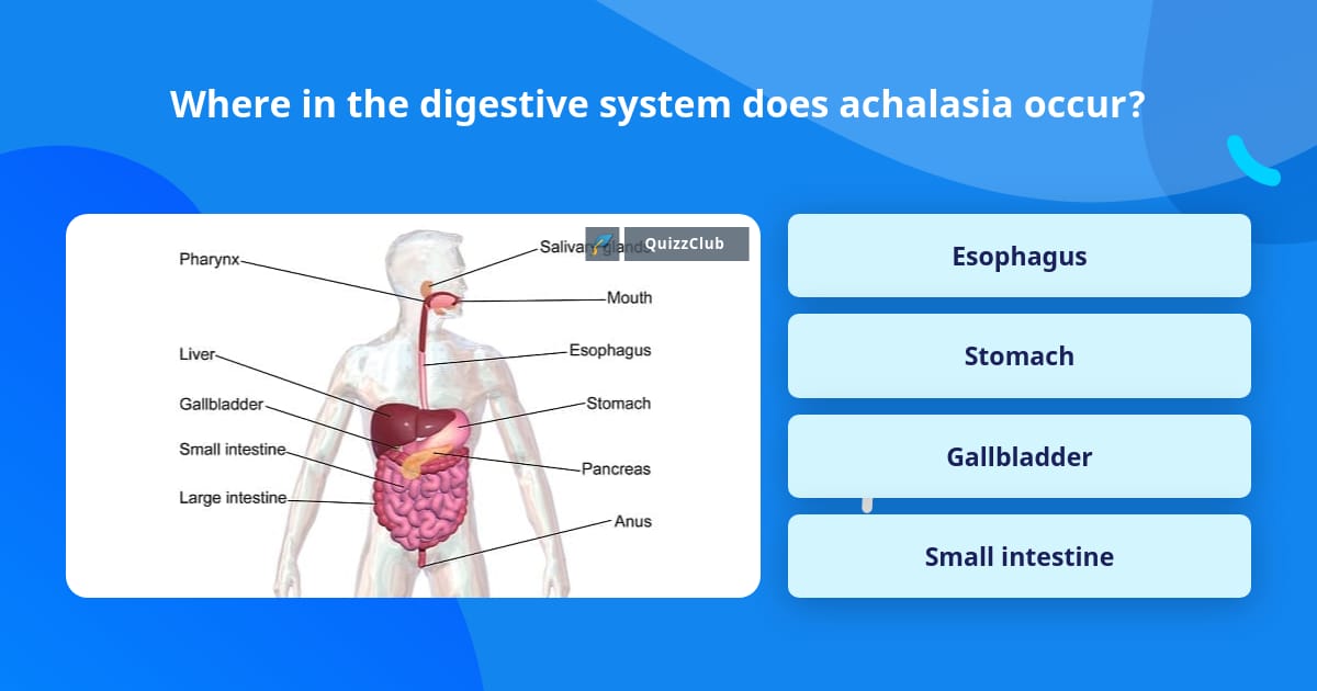 Where in the digestive system does... | Trivia Answers | QuizzClub