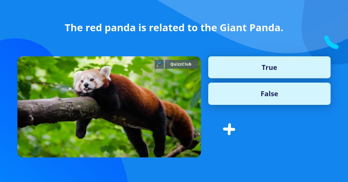 The red panda is related to the... | Trivia Questions | QuizzClub