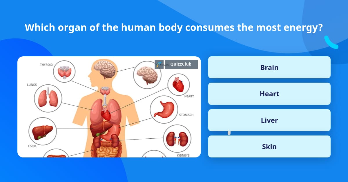 Which organ of the human body... | Trivia Questions | QuizzClub