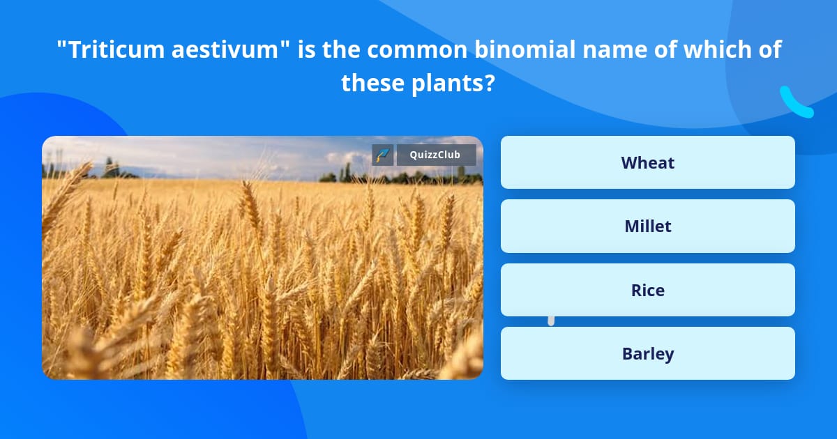 "Triticum aestivum" is the common... | Trivia Answers | QuizzClub