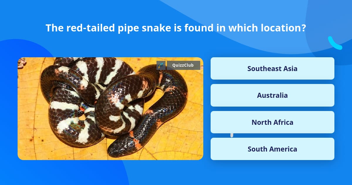 The red-tailed pipe snake is found... | Trivia Questions | QuizzClub