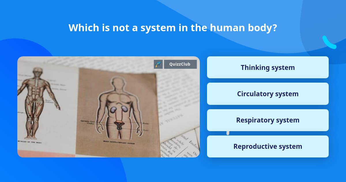 Which is not a system in the human body? | Trivia Questions