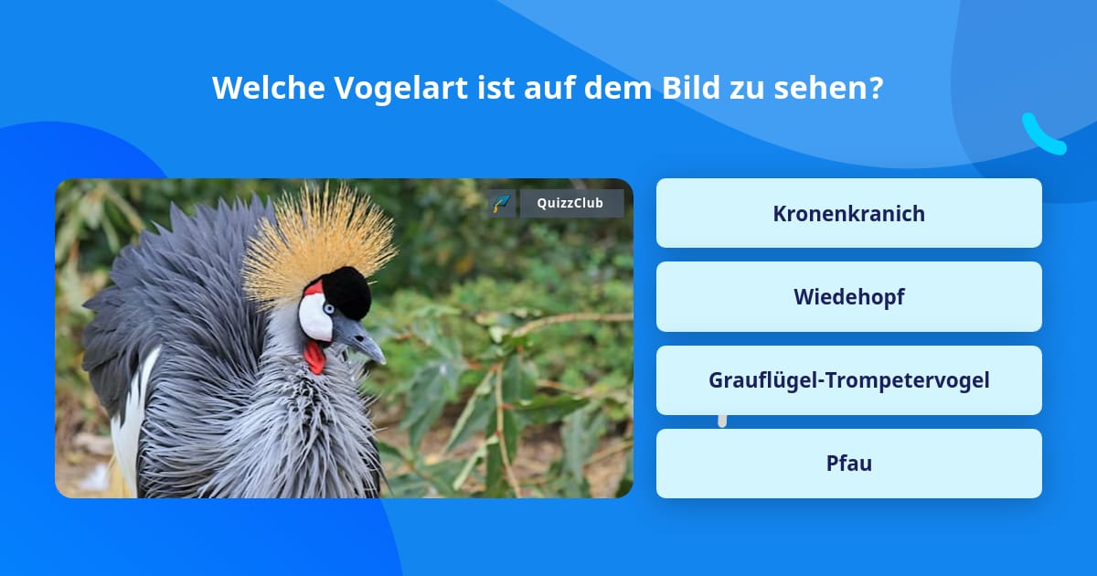 Welche Vogelart ist auf dem Bild zu... | Quiz-Antworten | QuizzClub