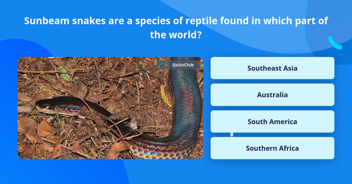 Sunbeam snakes are a species of... | Trivia Questions | QuizzClub
