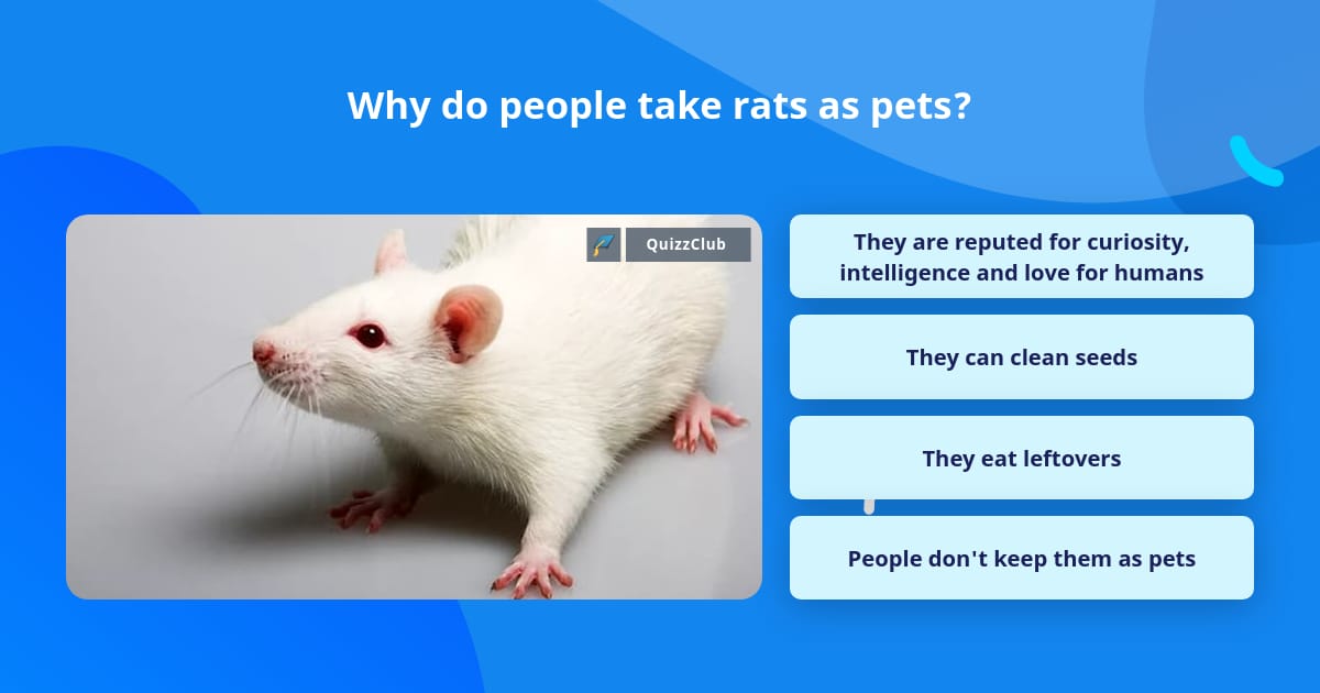 Why do people take rats as pets? | Trivia Questions | QuizzClub