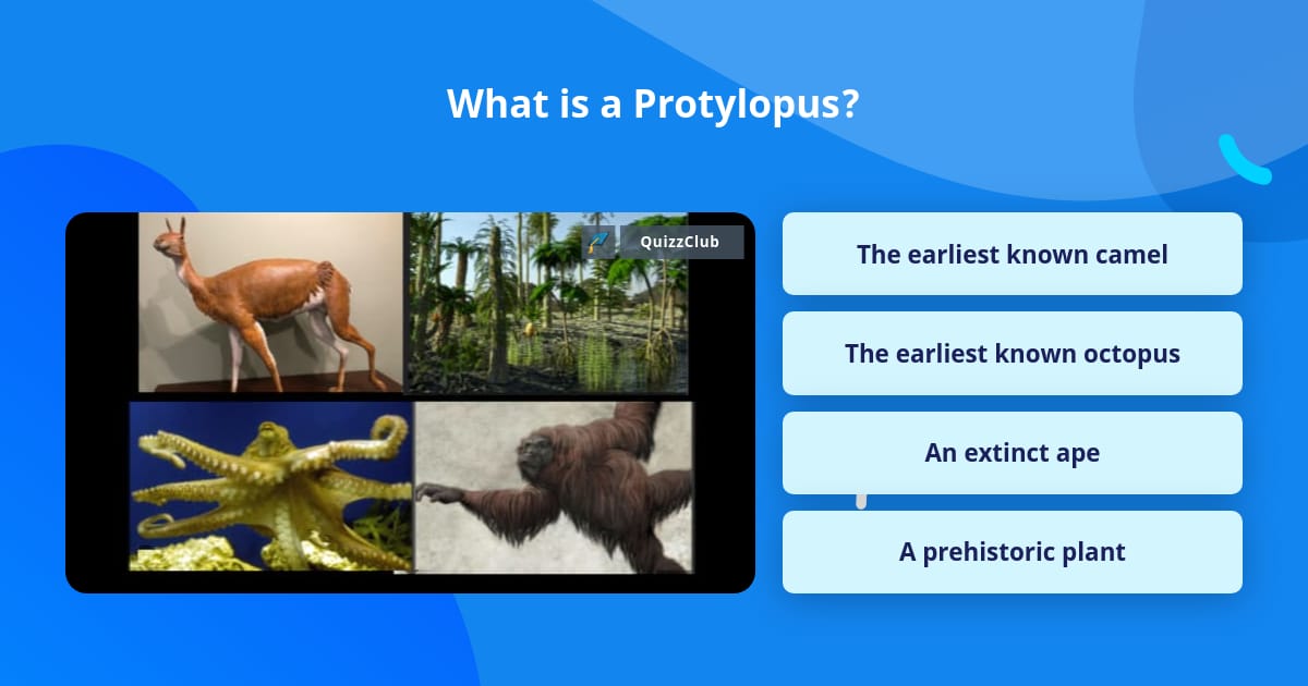 What is a Protylopus? | Trivia Answers | QuizzClub