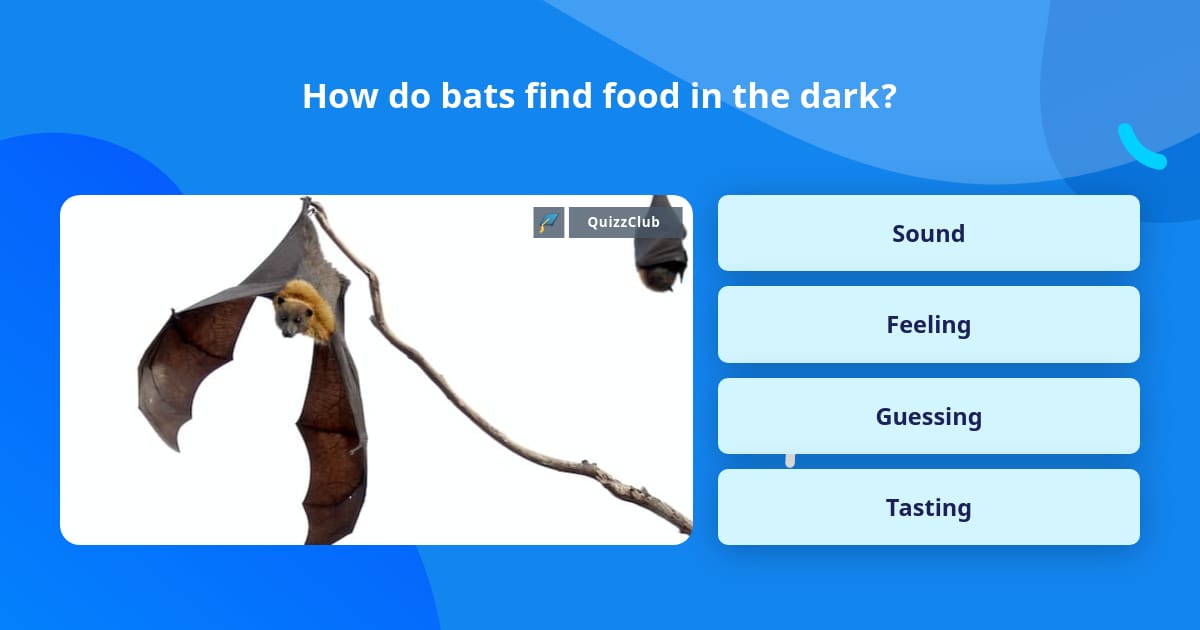 How do bats find food in the dark? | Trivia Questions | QuizzClub