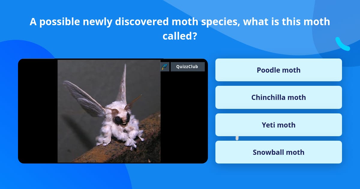 A possible newly discovered moth... | Trivia Questions | QuizzClub