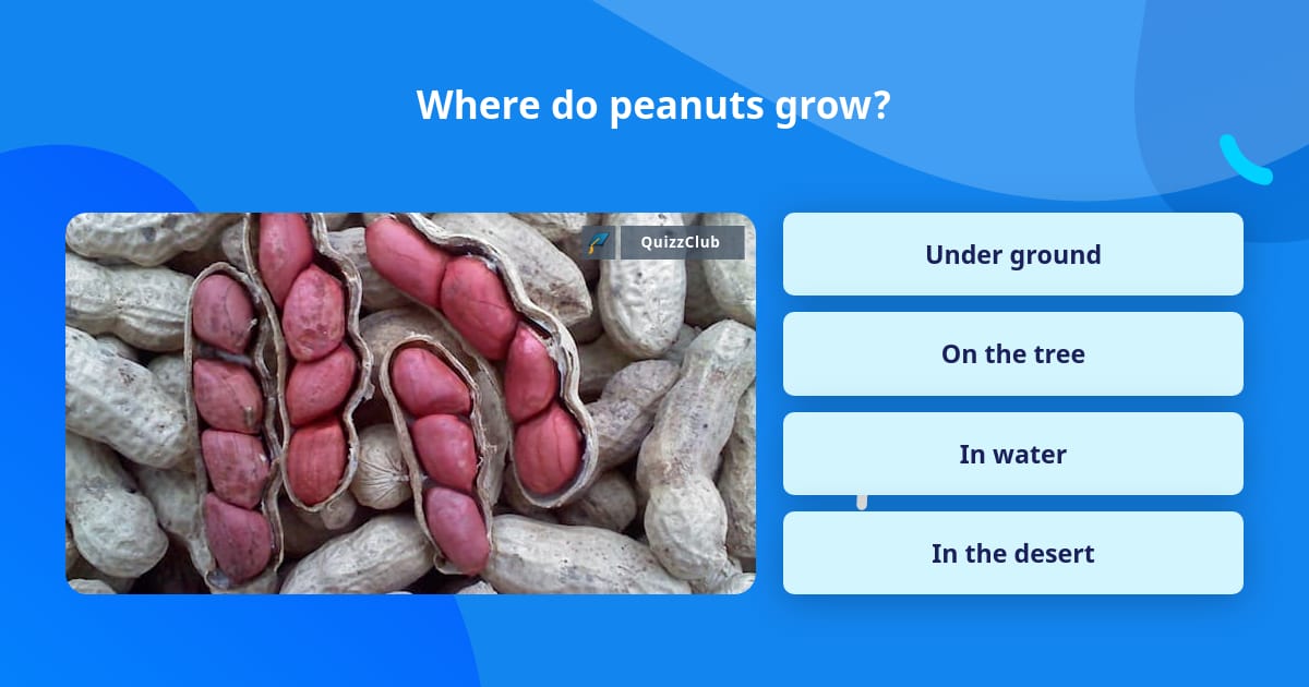 Where do peanuts grow? | Trivia Questions | QuizzClub