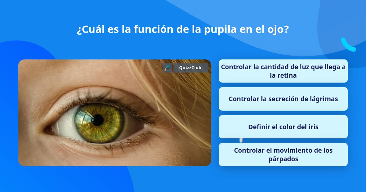 ¿Cuál es la función de la pupila en... | La respuesta de Trivia