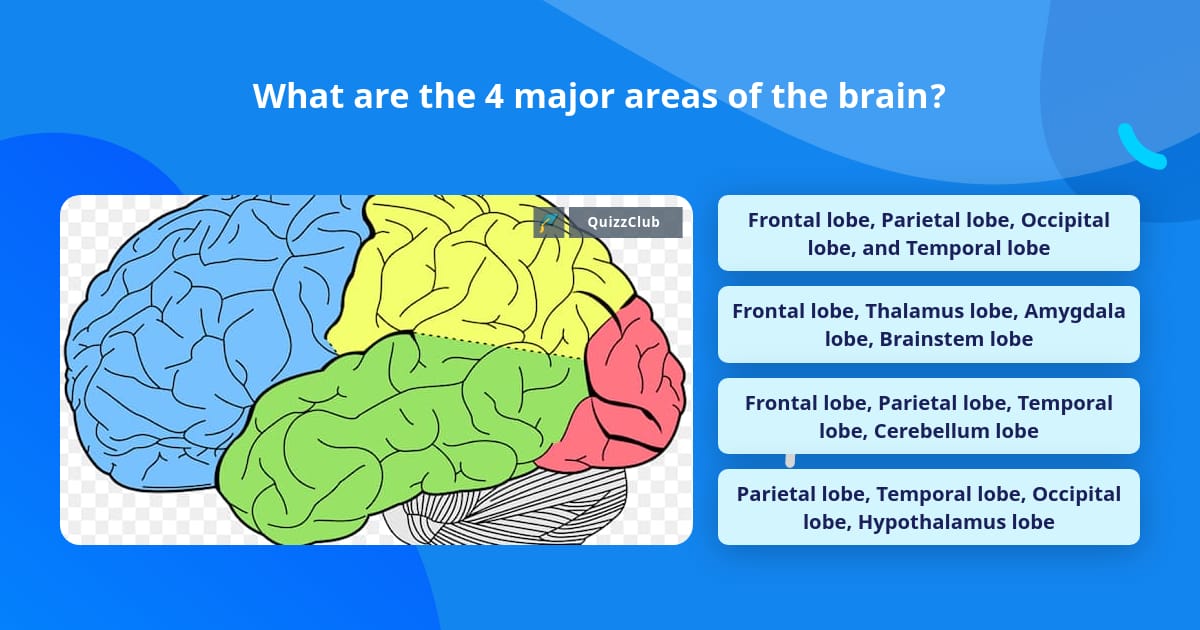 What are the 4 major areas of the brain? | Trivia Questions