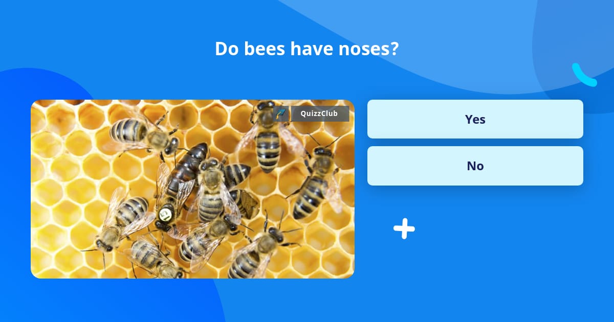Do bees have noses? | Trivia Questions | QuizzClub