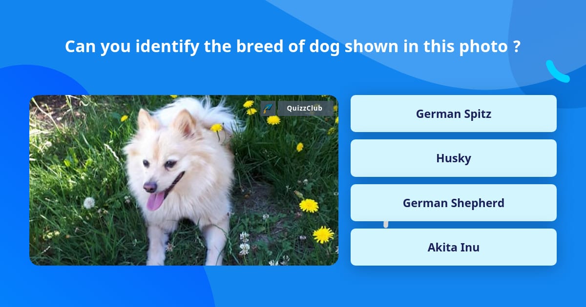 Can you identify the breed of dog... | Trivia Questions | QuizzClub