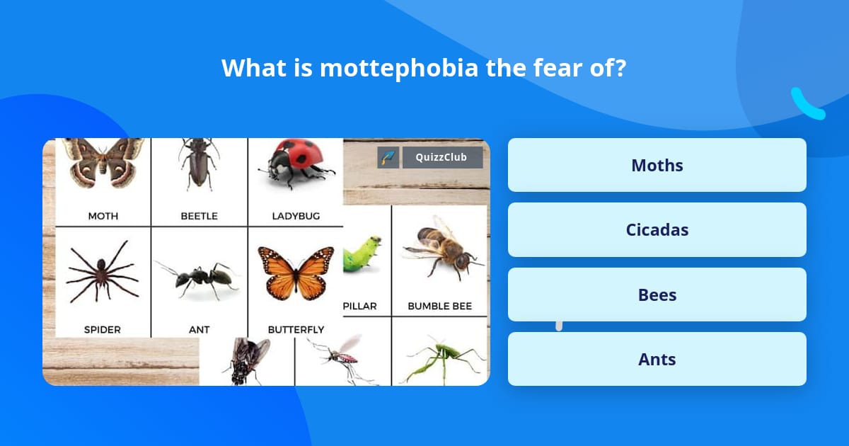 What is mottephobia the fear of? | Trivia Questions | QuizzClub
