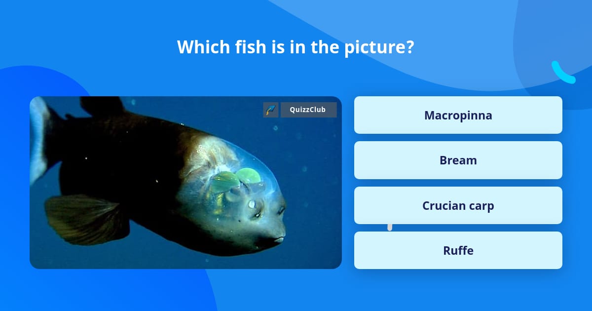 Which fish is in the picture? | Trivia Questions | QuizzClub