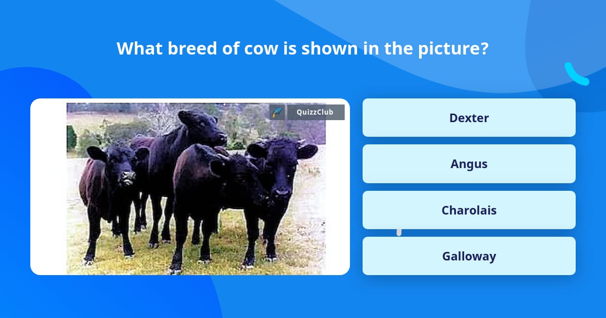What breed of cow is shown in the... | Trivia Questions | QuizzClub