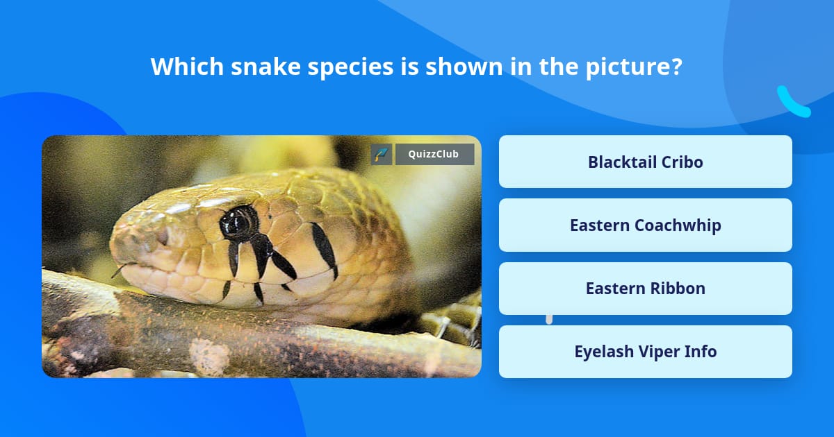 Which snake species is shown in the... | Trivia Questions | QuizzClub